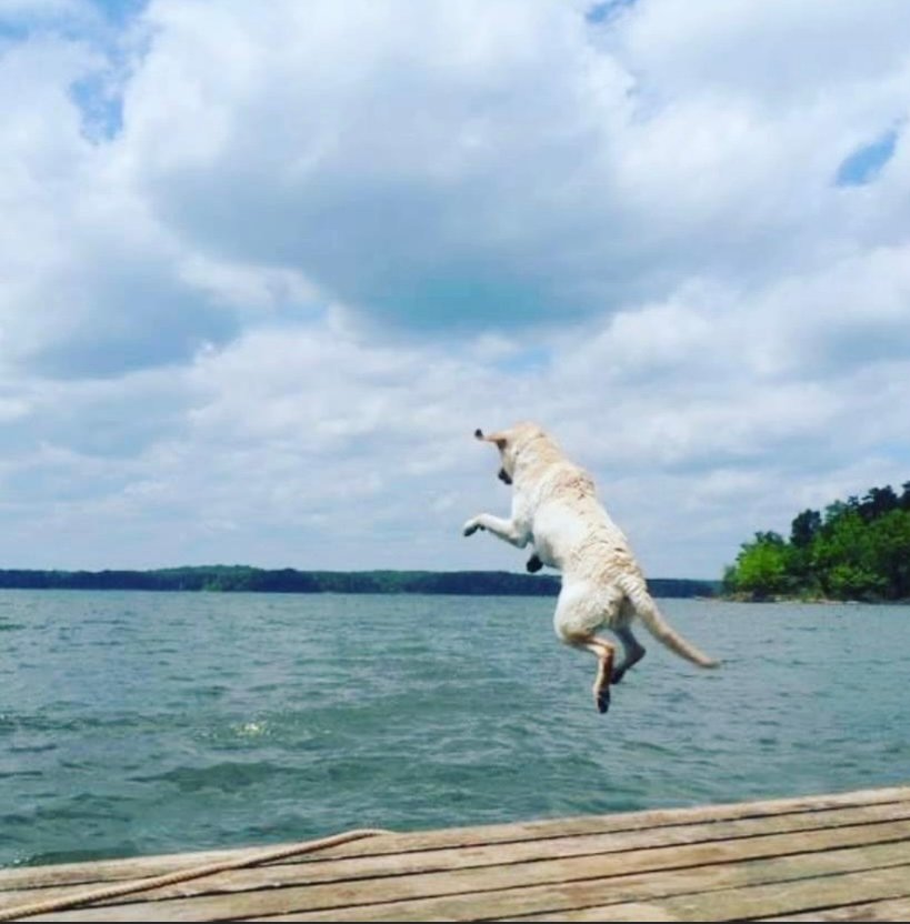 The best darn dog