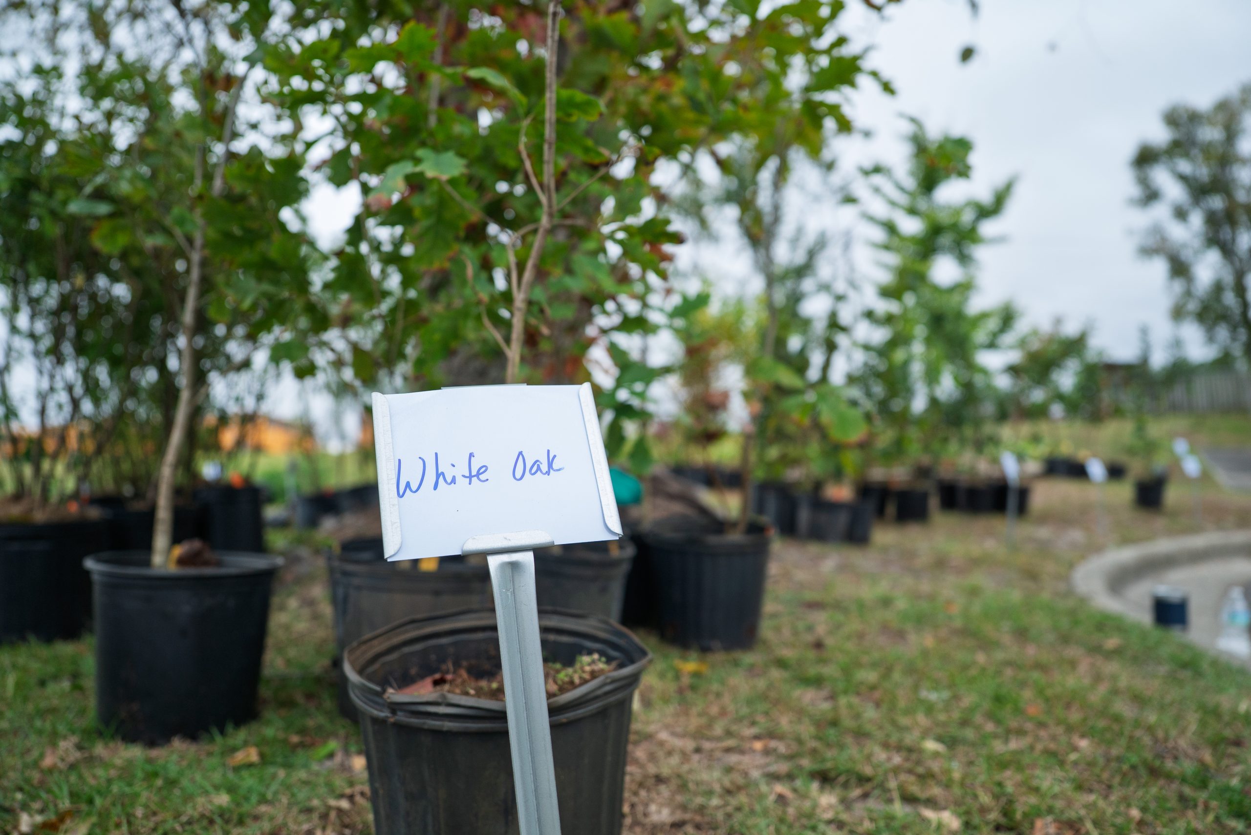 In Cumberland County, NC, residents traded invasive trees for native beauty